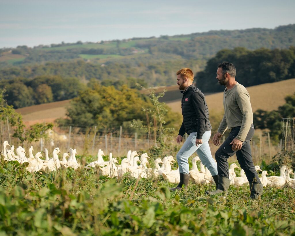 Manchons de canards gras confits - Rougié